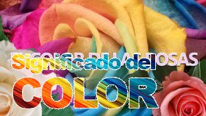 Significado del color de las rosas ⋆ Qué representa y simboliza