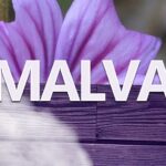 Color mamey ¿Lo conoces? Significado-del-color.com