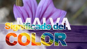 Color Malva Psicología y significado