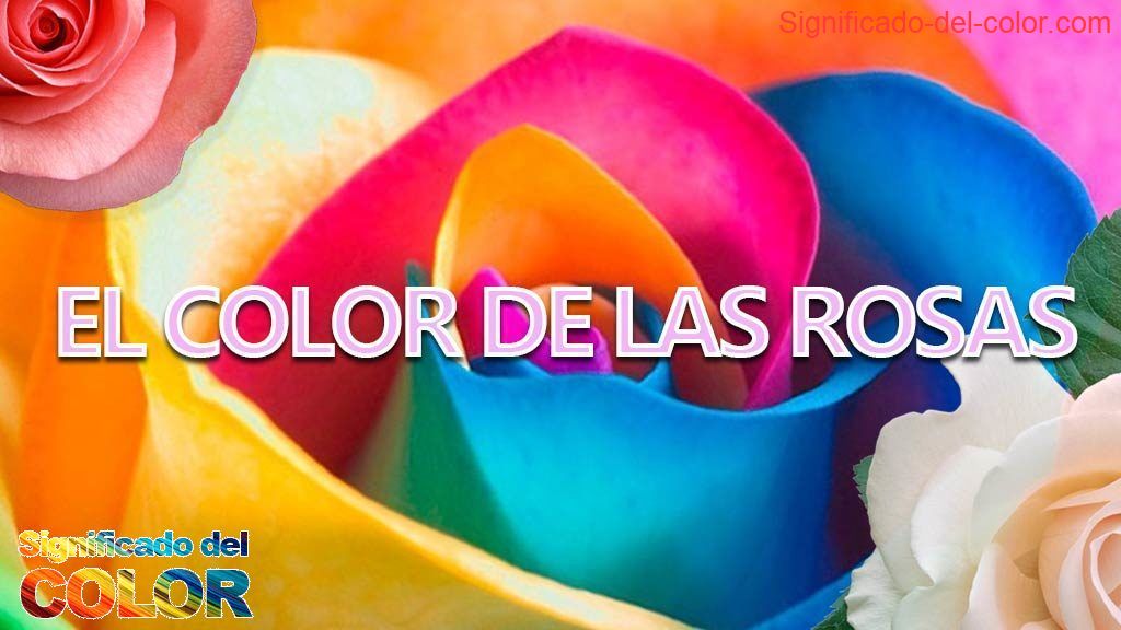 Significado del color de las rosas ⋆ Qué representa y simboliza