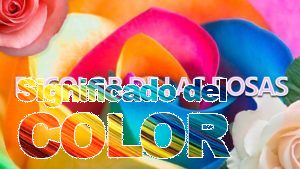 Significado del color de las rosas ⋆ Qué representa y simboliza
